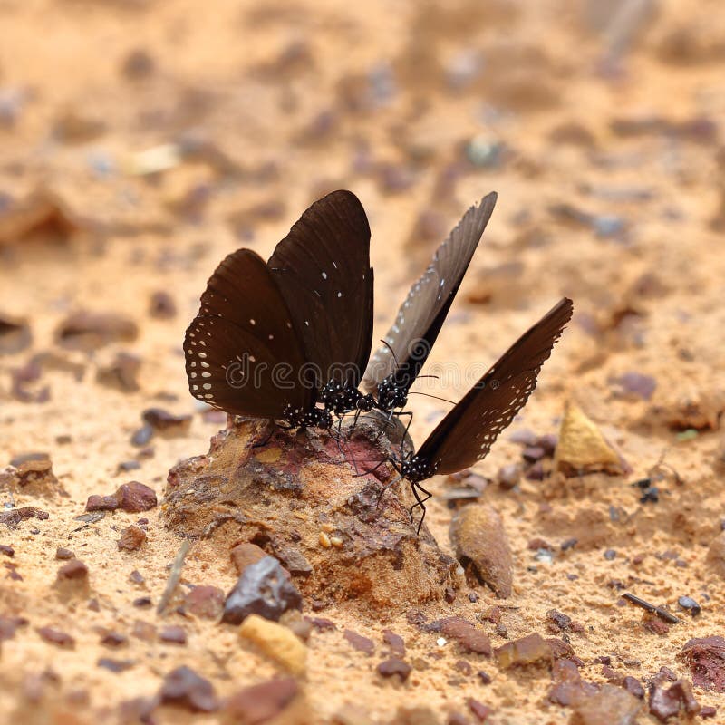 Common Indian Crow Butterfly (Euploea Core Lucus) Stock Photo - Image ...