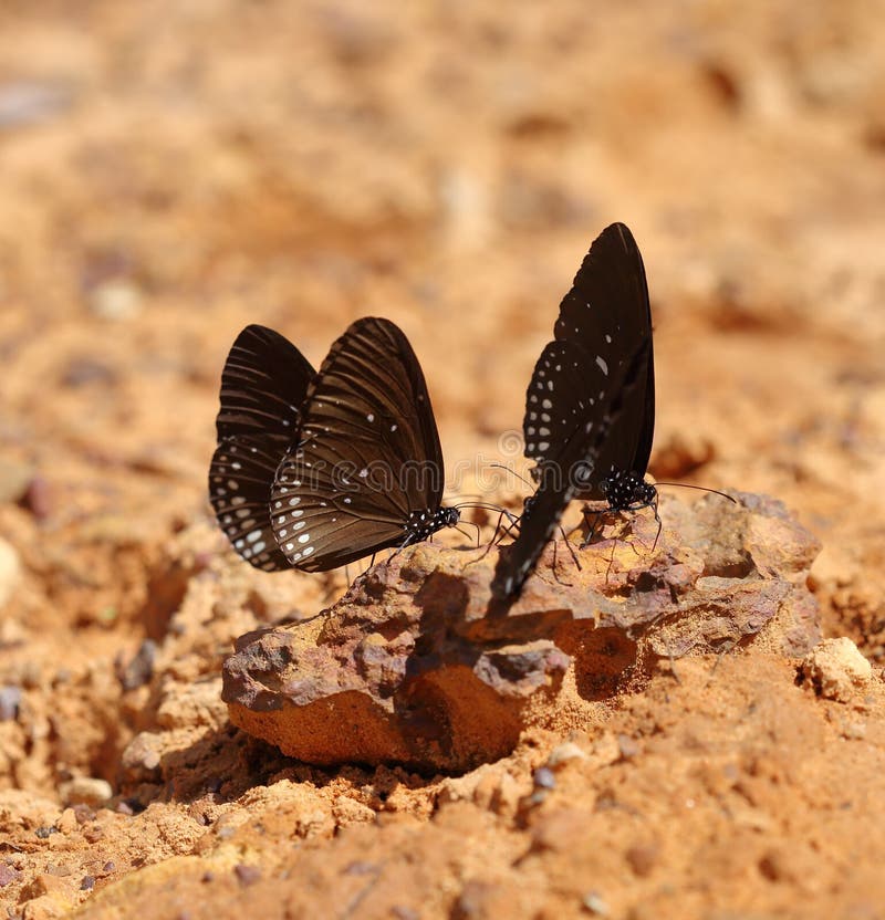 Common Indian Crow Butterfly (Euploea Core Lucus) Stock Image - Image ...