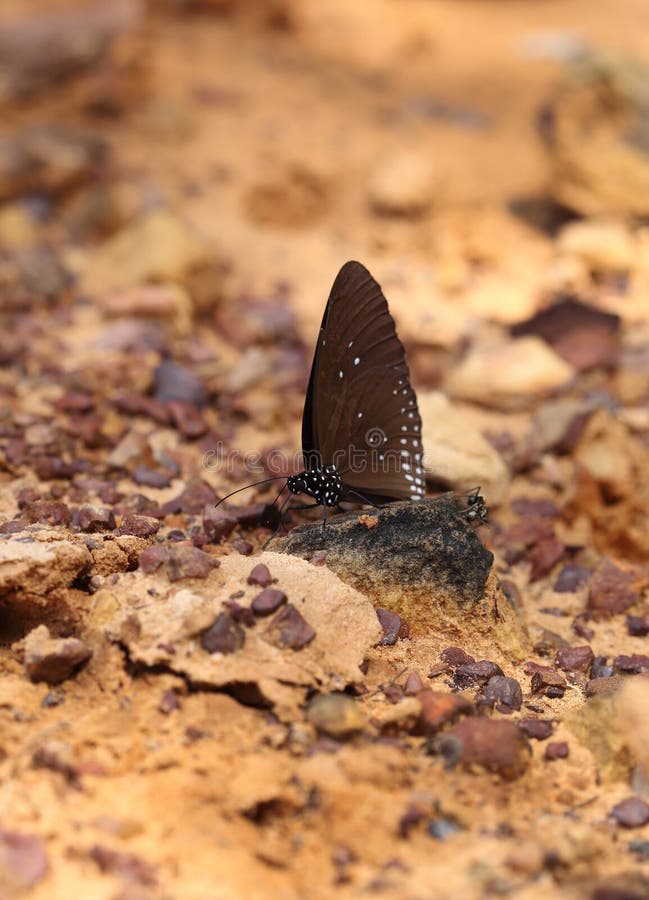Common Indian Crow Butterfly (Euploea Core Lucus) Stock Photo - Image ...