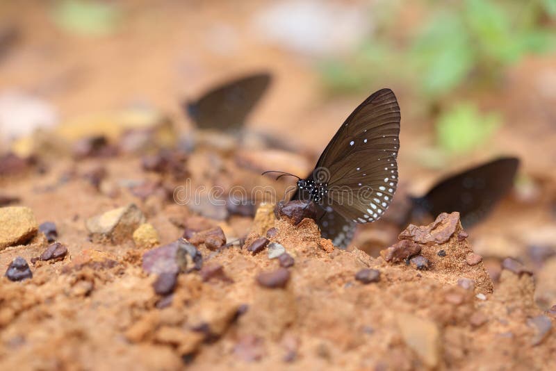 Common Indian Crow Butterfly (Euploea Core Lucus) Stock Photo - Image ...