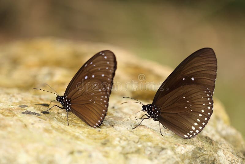 Common Indian Crow Butterfly (Euploea Core Lucus) Stock Photo - Image ...