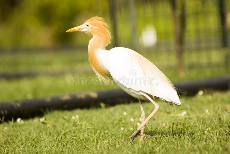 Wild White Egret from North India in the Park Stock Photo - Image of animal, plumage: 83967518