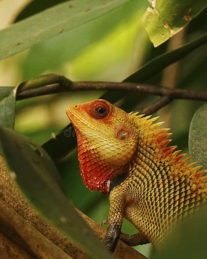 Common Indian Garden Color Changing Lizard in Close Up Stock Photo ...