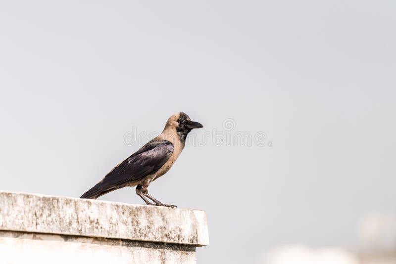 House crow perched stock photo. Image of common, creature - 126171876