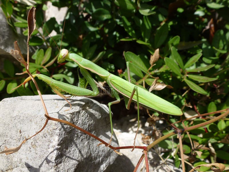 The Common Indian or Laboratory Stick Insect Stock Image - Image of ...