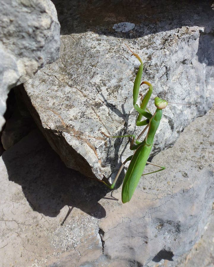 The Common Indian or Laboratory Stick Insect Stock Image - Image of ...