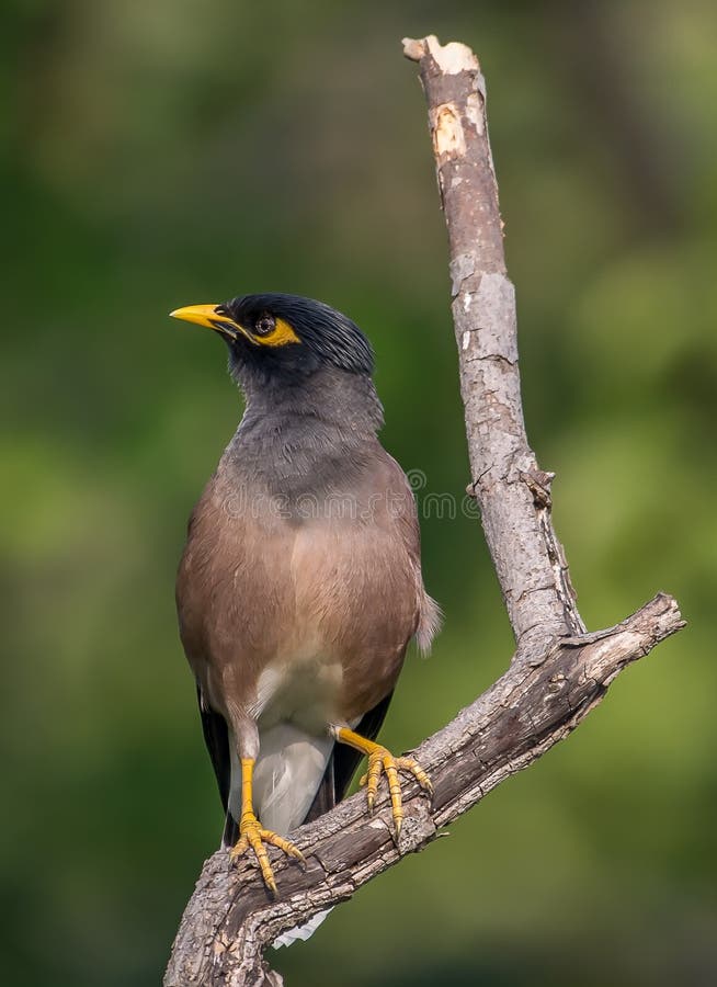 1,413 Indian Myna Photos - Free & Royalty-Free Stock Photos from Dreamstime