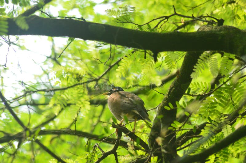 Common Indian Myna on a Tree Branch Stock Photo - Image of common, myna ...
