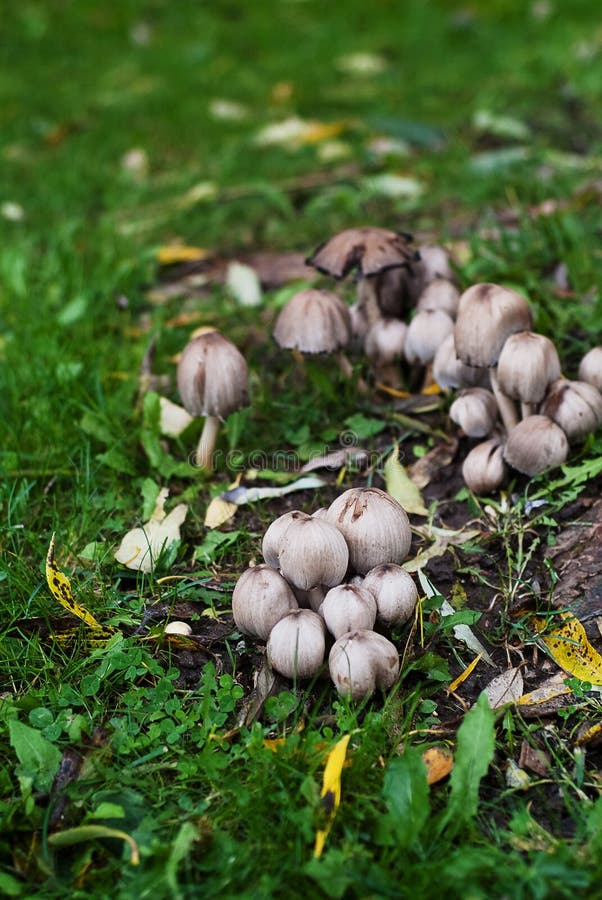 Common ink cap stock image. Image of fungus, tipplers - 27208161