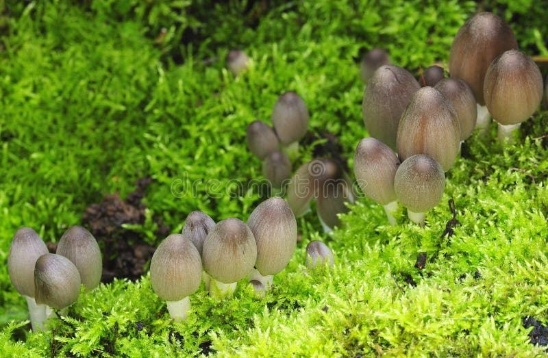 Common Ink Cap Fungi (Coprinus Atramentaria) Stock Photo - Image of ...