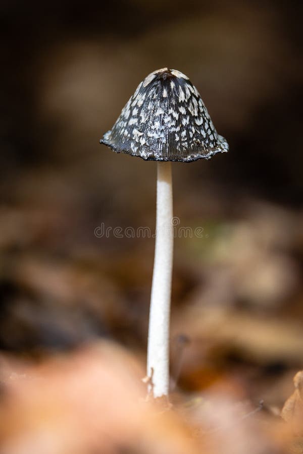Common Ink Cap Mushroom Close Up Stock Photo - Image of background ...