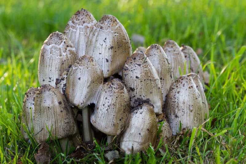 Common Ink Caps stock image. Image of atramentaria, grass - 34097643