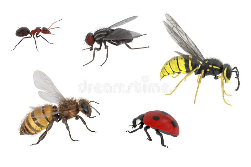Common insect stock illustration. Illustration of insect - 91812491