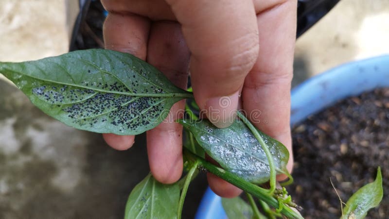 Common Insects Attacking Pepper Plants Stock Photo - Image of common ...