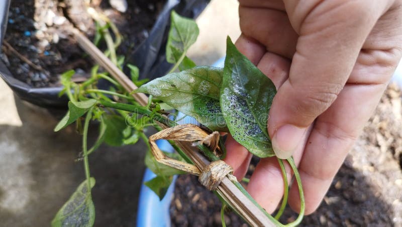 Common Insects Attacking Pepper Plants Stock Photo - Image of farmers ...