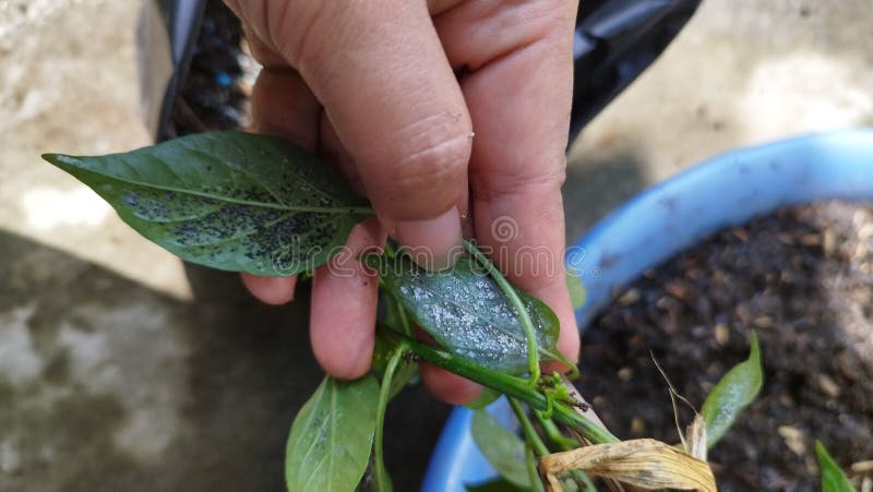 Common Insects Attacking Pepper Plants Stock Photos - Free & Royalty ...