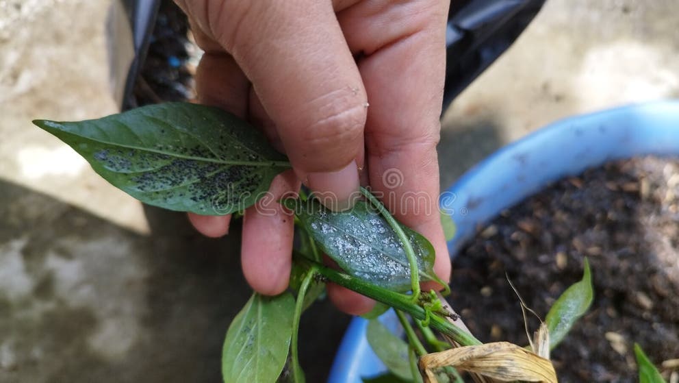 Common Insects Attacking Pepper Plants Stock Image - Image of vegetable ...