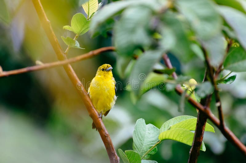 Common Iora - Aegithina Tiphia Stock Photo - Image of yellow, wildlife ...