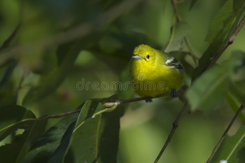 Common iora bird in Nepal stock image. Image of male - 43202835