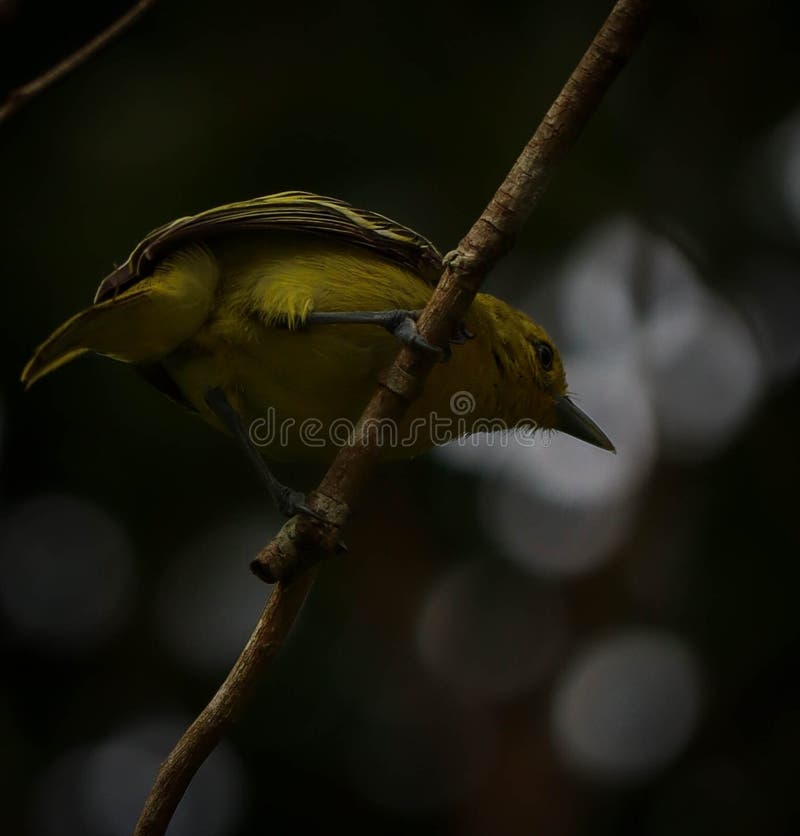 Common Iora Bird on Tree Branch Stock Photo - Image of yellow, wildlife ...