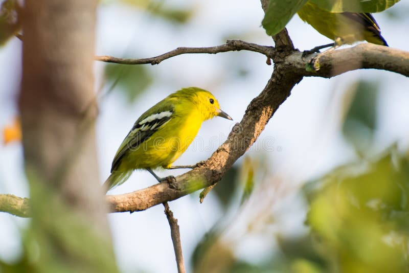 Common Iora stock image. Image of tiphia, avian, madhya - 126322903