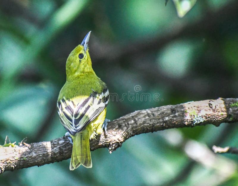Common iora - Indian Birds stock photo. Image of whistles - 331488448