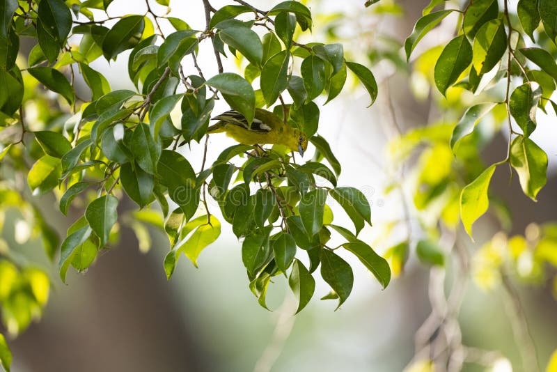 Common iora stock image. Image of iora, bird, aegithina - 244254901