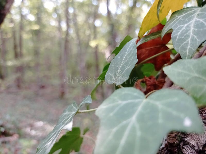Common Ivy in Autumn Forest. Stock Image - Image of woodland, food ...