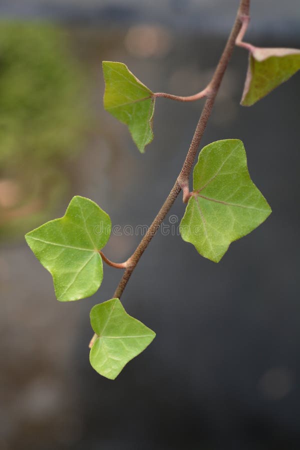 Common ivy stock photo. Image of plant, outdoors, garden - 135781274