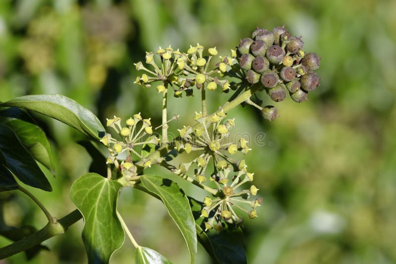Common Ivy stock image. Image of common, flower, flora - 198682269
