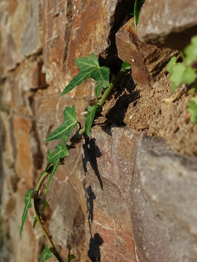 Common Ivy Growing on the Rock Wall Stock Image - Image of growing ...