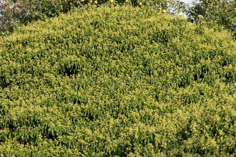 Common ivy hedera helix stock image. Image of flowering - 237108617