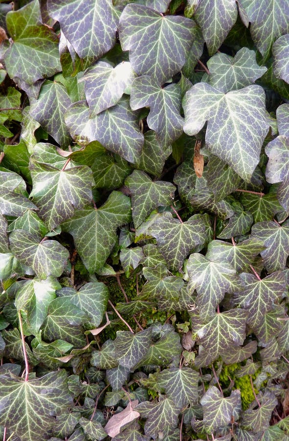 Ivy, Hedera helix leaves stock image. Image of beautiful - 29958593
