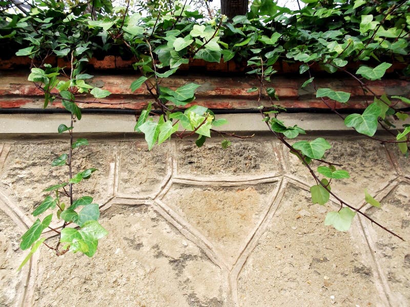 Common ivy or Hedera helix stock photo. Image of decorating - 94766244