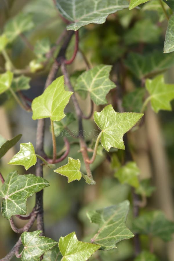 Common ivy stock photo. Image of helix, green, english - 245217734