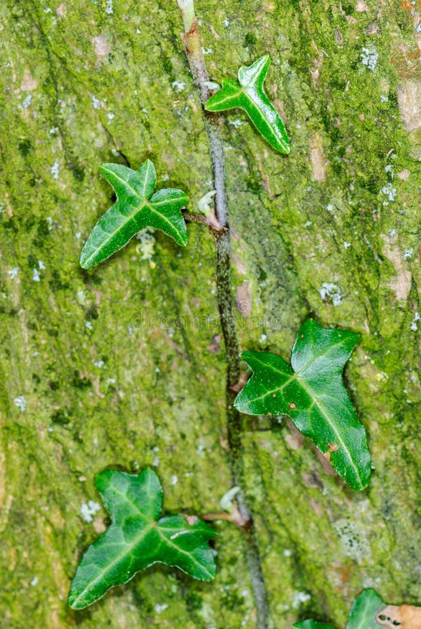 Common Ivy at a tree stock image. Image of english, tree - 30651287