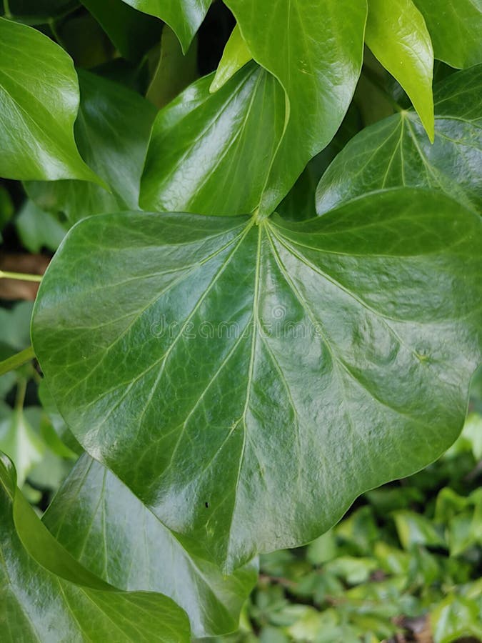 Common Ivy Very Interesting Leaf Shape Stock Image - Image of nature ...