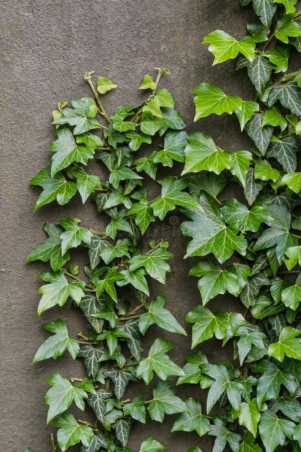 Common brown frog stock image. Image of open, head, funny - 20799393