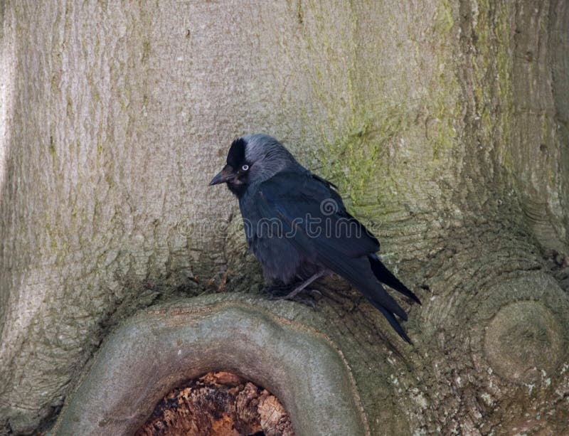 Common Jackdaw, Kauw, Corvus Monedula Spermologus Stock Image - Image ...