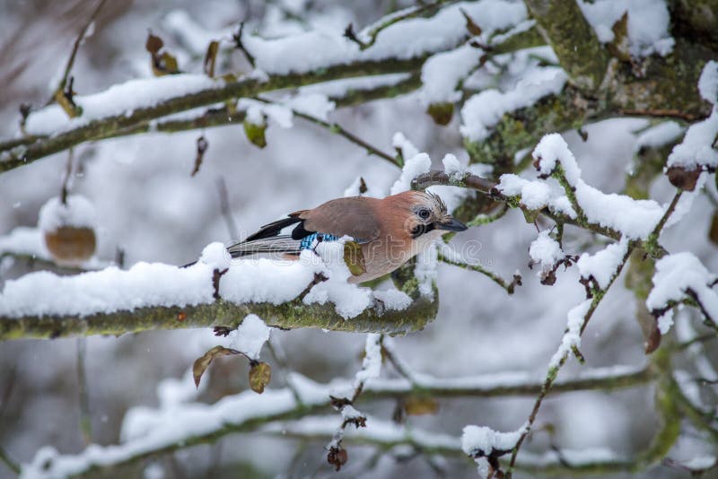 Common Jay Bird on the Branch in Winter Stock Photo - Image of wild ...