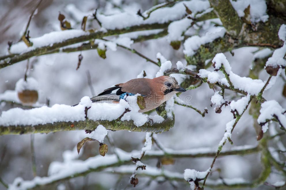 Common Jay Bird on the Branch in Winter Stock Photo - Image of wild ...