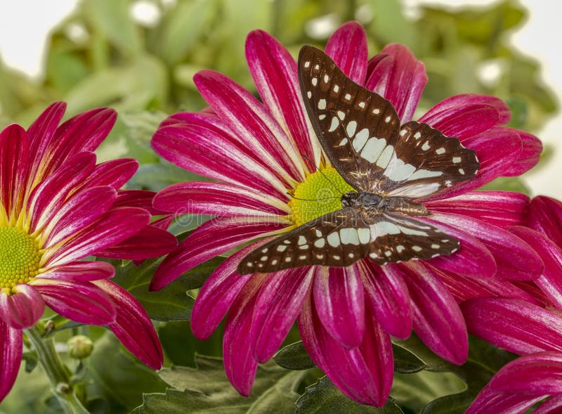 Common Jay Butterfly stock photo. Image of moth, closeup - 168243928