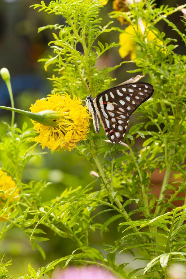 Common Jay Butterfly Graphium Doson Resting on Yellow Flower Stock ...