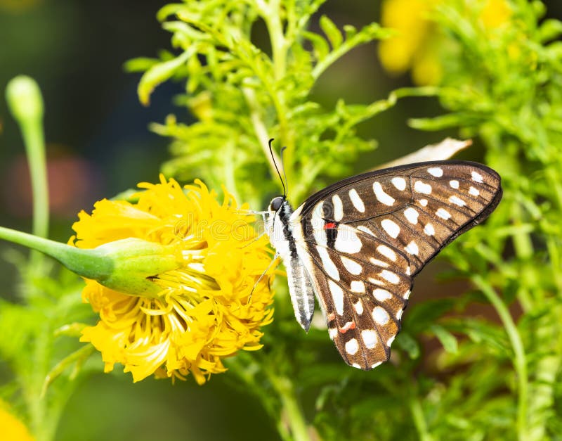 Common Jay Butterfly Graphium Doson Resting on Yellow Flower Stock ...
