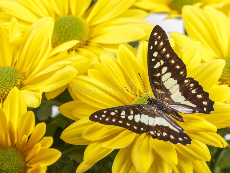 Common Jay Butterfly stock photo. Image of moth, wings - 155350798