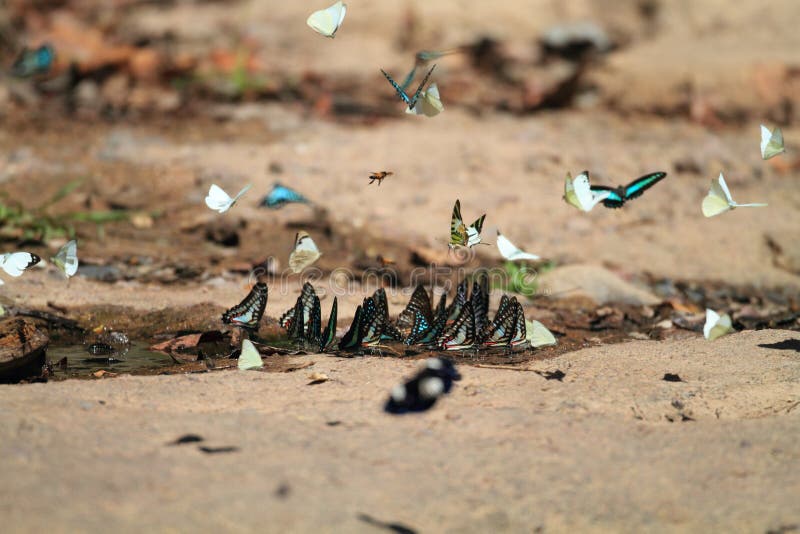 Common Jay and Common Bluebottle Stock Image - Image of butterfly, asia ...