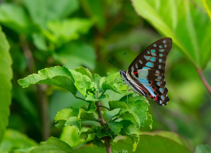 Common Jay Graphium Doson Butterfly Side Profile Shot Stock Photo ...