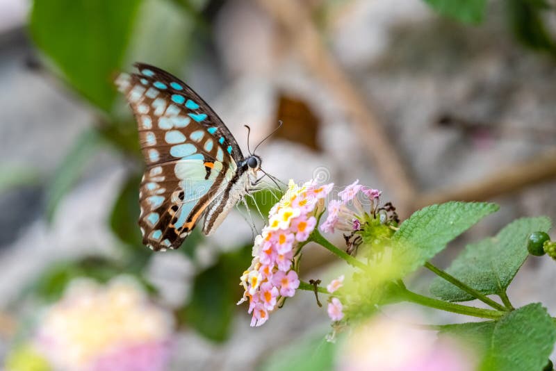 Common Jay Graphium doson stock image. Image of hong - 116194797