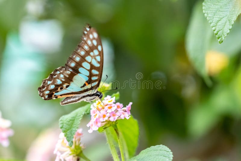 Common Jay Graphium doson stock image. Image of ethnicity - 116194873