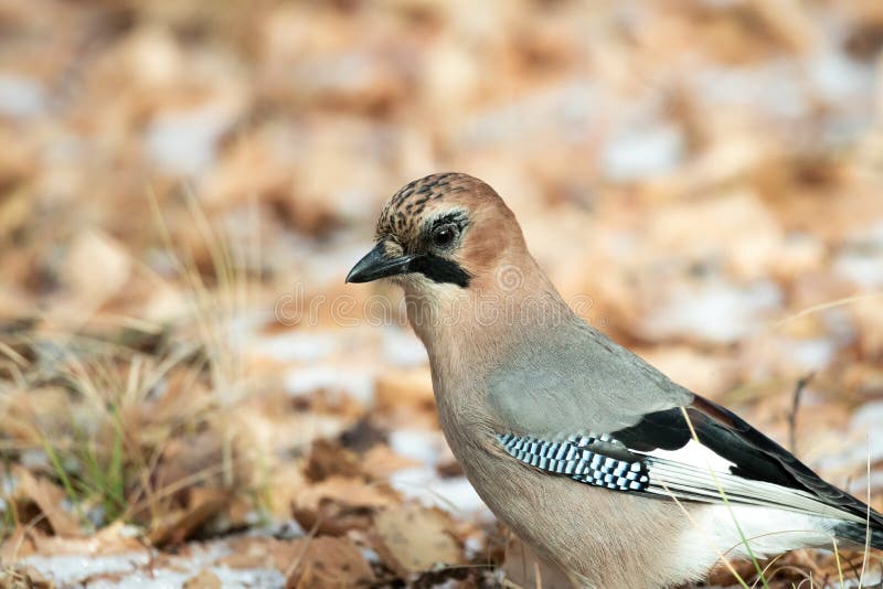 Common Jay on the Ground, Close-up of Part of a Bird Stock Photo ...